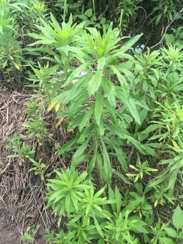 rados（树种）_百度百科