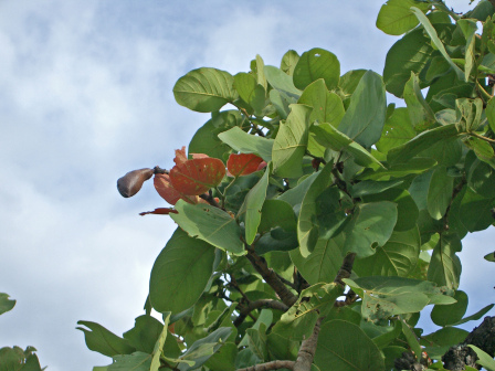 Hymenaea stigonocarpa_百度百科