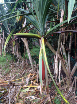 Pandanus conoideus_百度百科