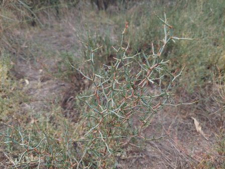 Duma horrida_百度百科