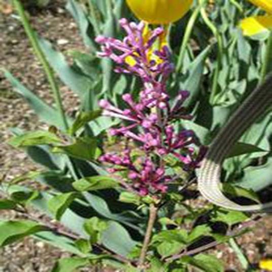 Syringa 'Penda' BLOOMERANG_百度百科