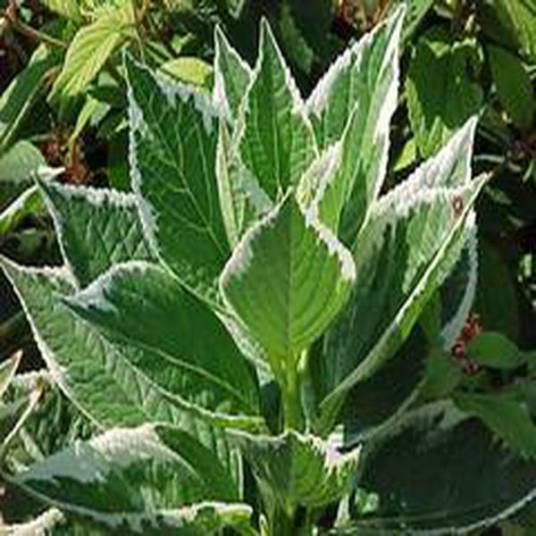 Hydrangea macrophylla 'Maculata'_百度百科