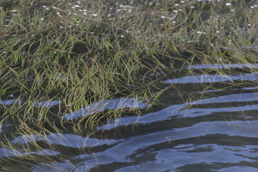Zostera capensis_百度百科