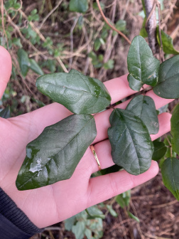 Boquila trifoliolata_百度百科