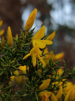 Ulex australis_百度百科