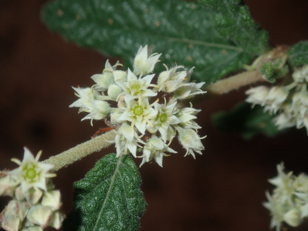 Commersonia borealis_百度百科