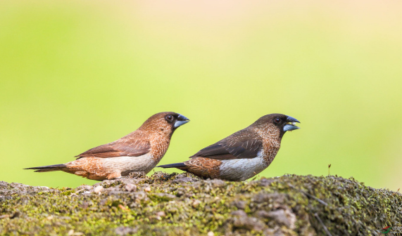 白腰文鸟_百度百科