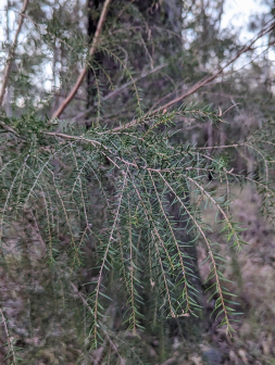 Melaleuca decora_百度百科