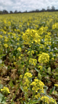 Diplotaxis tenuisiliqua_百度百科