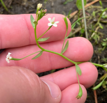 Legenere valdiviana_百度百科