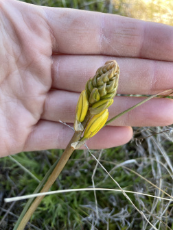 Bulbine bulbosa_百度百科