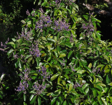 Erisma uncinatum_百度百科