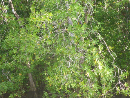Pelliciera rhizophorae_百度百科