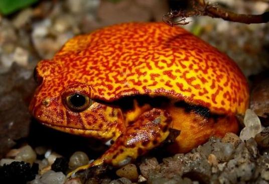 番茄蛙_百度百科