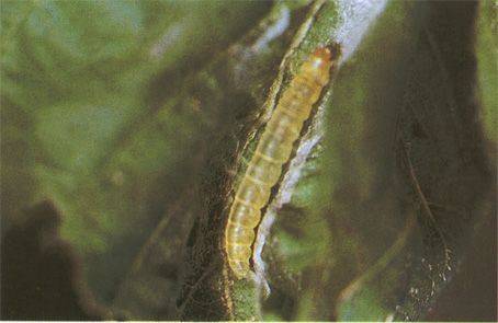 卷叶野螟_百度百科