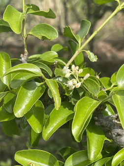 Strychnos decussata_百度百科