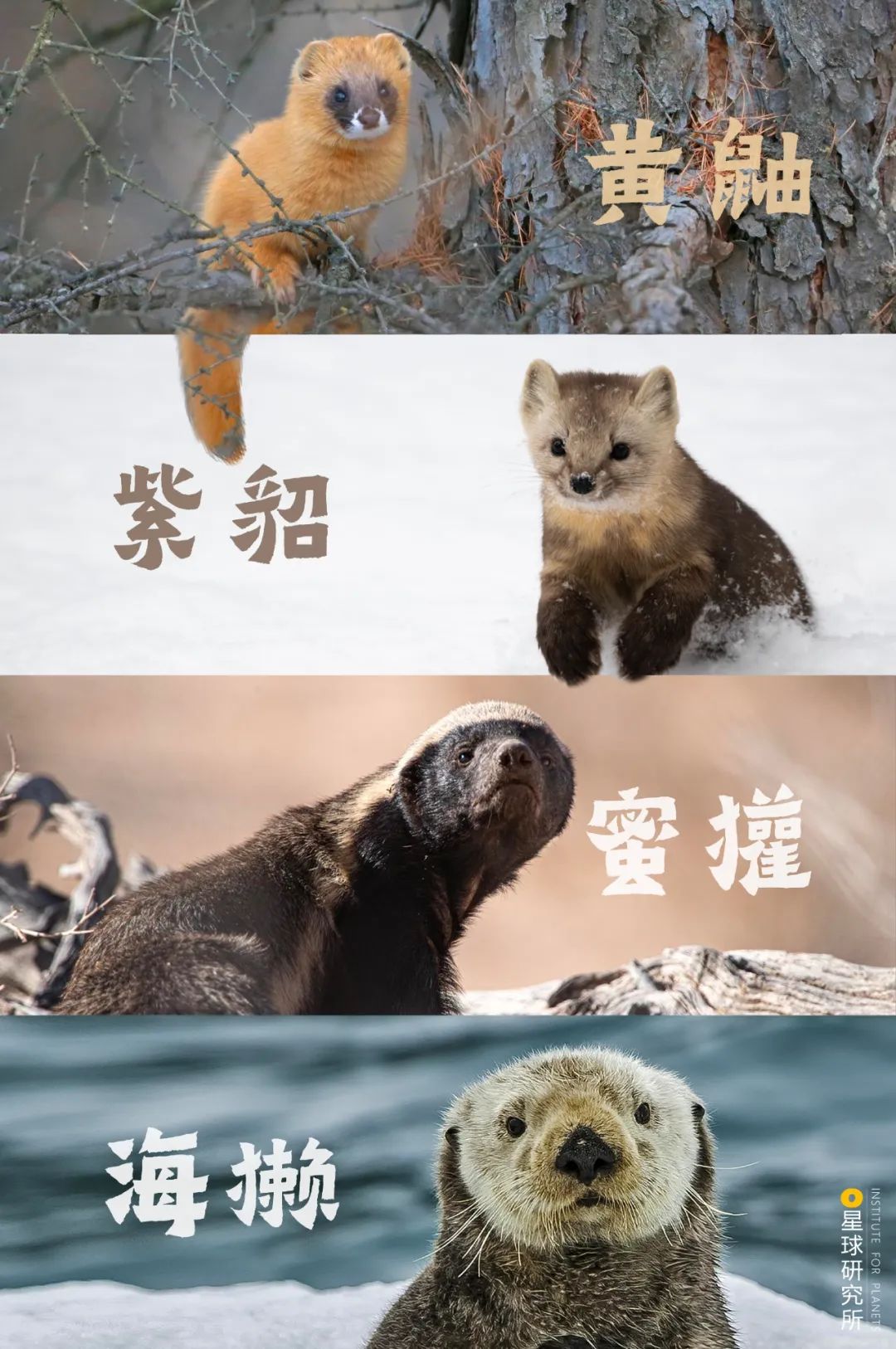 “不疯魔不成活”！鼬鼬们如何演化出你想象不到的“软实力”？_百科TA说