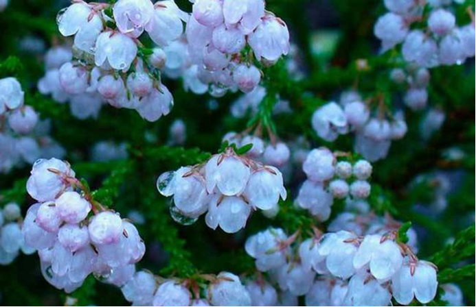 欧石楠：从来不只是野花_百科TA说