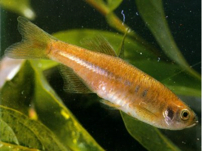 缺须[鱼丹]_百度百科