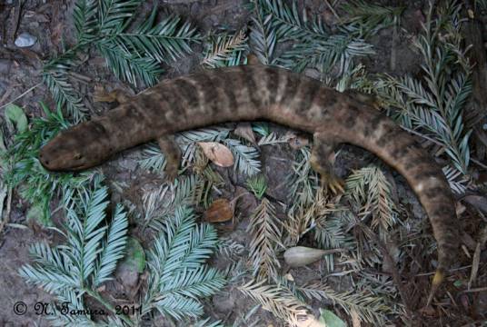 Cryptolacerta hassiaca_百度百科
