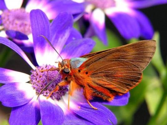 黑斑伞弄蝶_百度百科