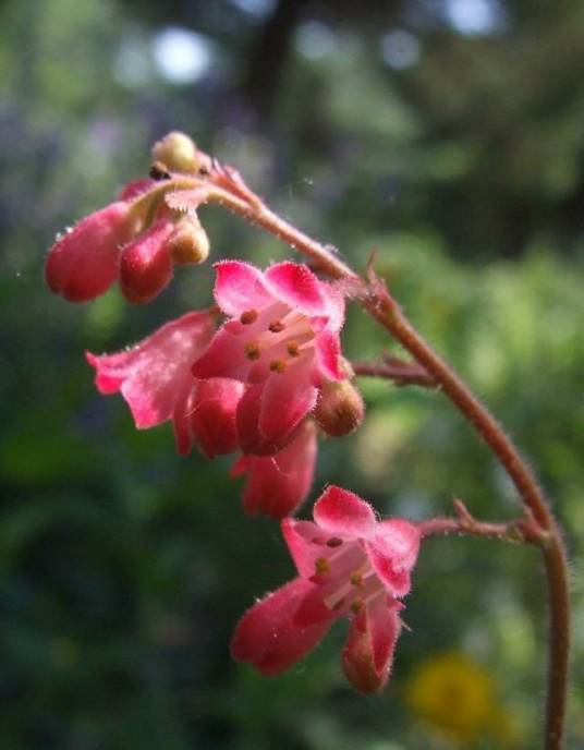 Heuchera × brizoides 'June Bride'_百度百科