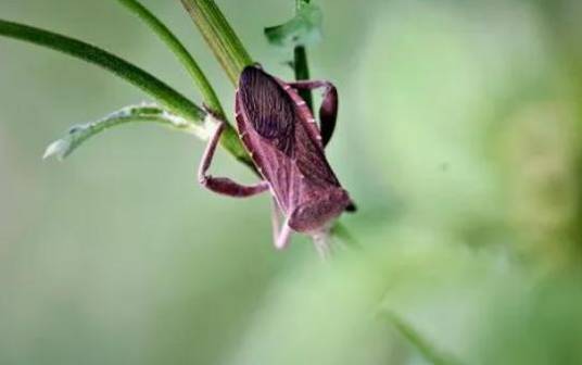 茶色赭缘蝽_百度百科