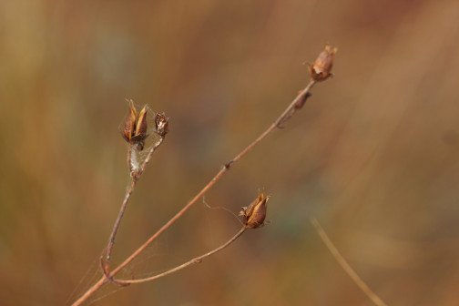 Penstemon dissectus_百度百科