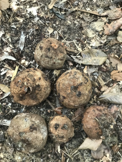 Lecythis lurida_百度百科