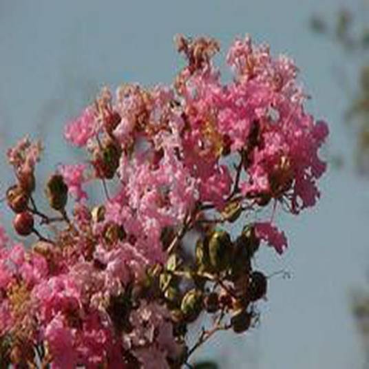 Lagerstroemia indica 'Potomac'_百度百科