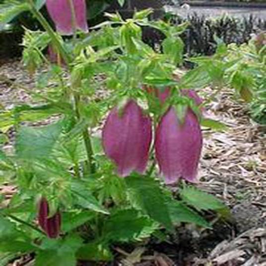 Campanula punctata 'Cherry Bells'_百度百科