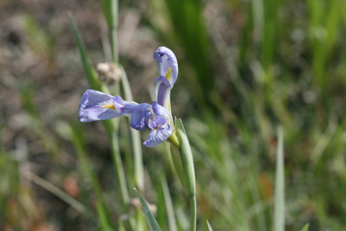 Iris hexagona_百度百科