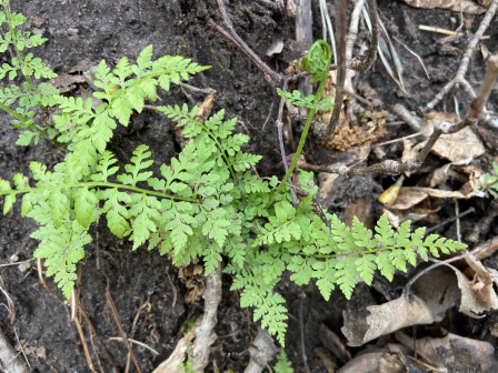 Cystopteris tenuis_百度百科