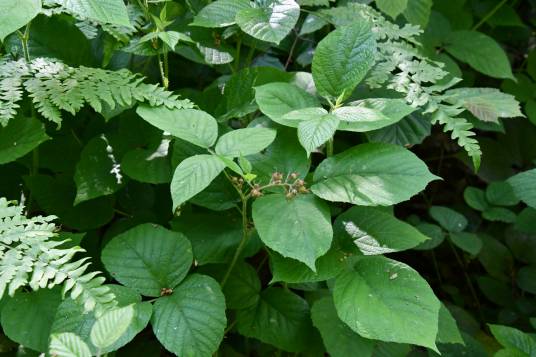 Rubus hirtus_百度百科