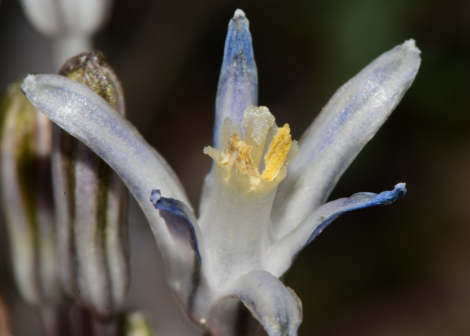 Androstephium breviflorum_百度百科