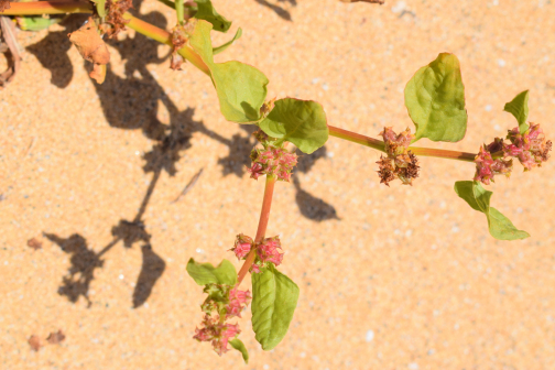 Rumex spinosus_百度百科