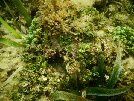 Thalassia testudinum_百度百科