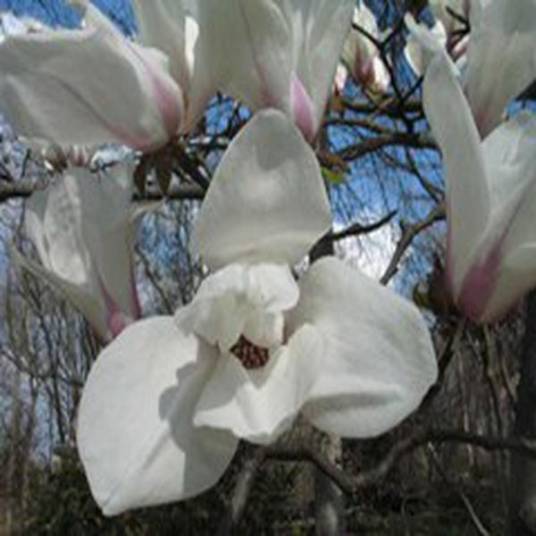 Magnolia cylindrica_百度百科