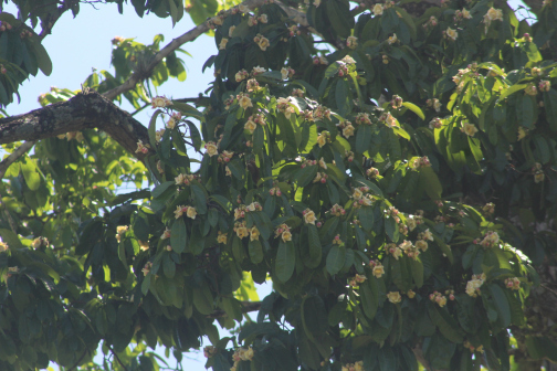 Lecythis lurida_百度百科