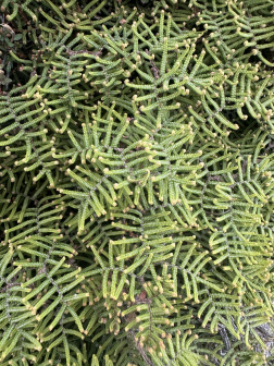 Gleichenia alpina_百度百科