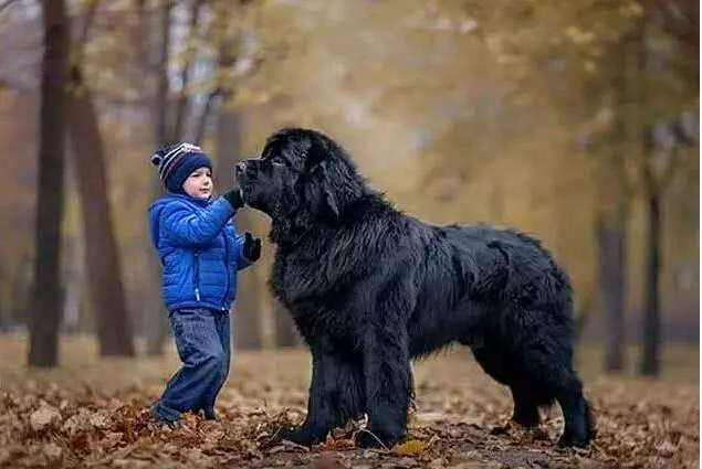 纽芬兰犬，适合城市家庭饲养吗？_百科TA说