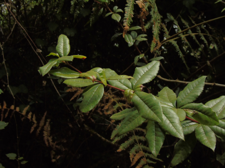 Berberis xanthoxylon_百度百科