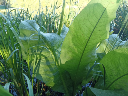 Rumex hydrolapathum_百度百科