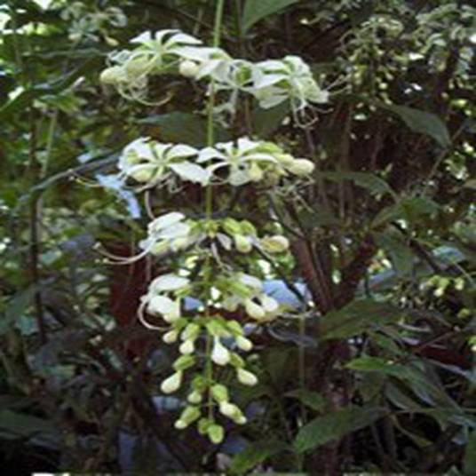 Clerodendrum wallichii_百度百科