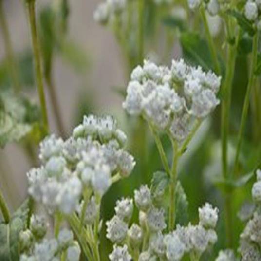 Parthenium integrifolium_百度百科