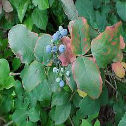 Mahonia repens_百度百科