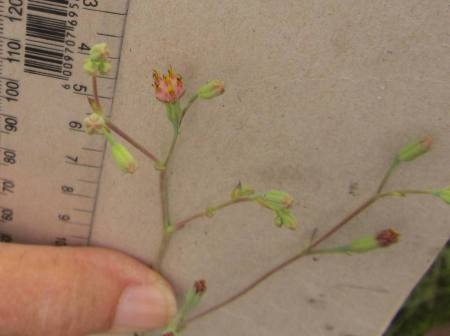 Lopholaena segmentata_百度百科