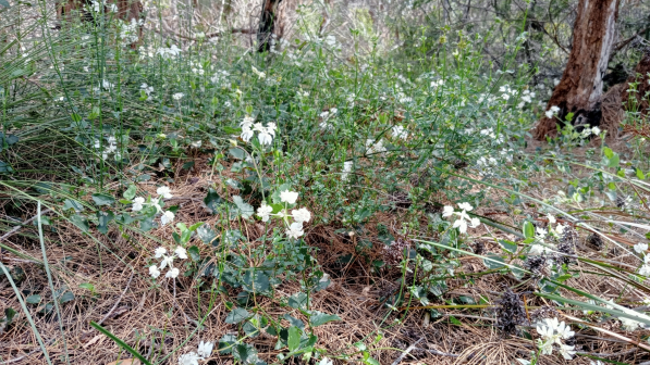 Xanthosia rotundifolia_百度百科