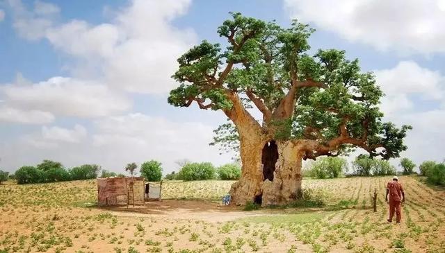 非洲大草原上的猴面包树为什么被称为“生命之树”？_百科TA说