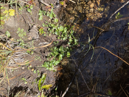 Cardamine cordifolia_百度百科